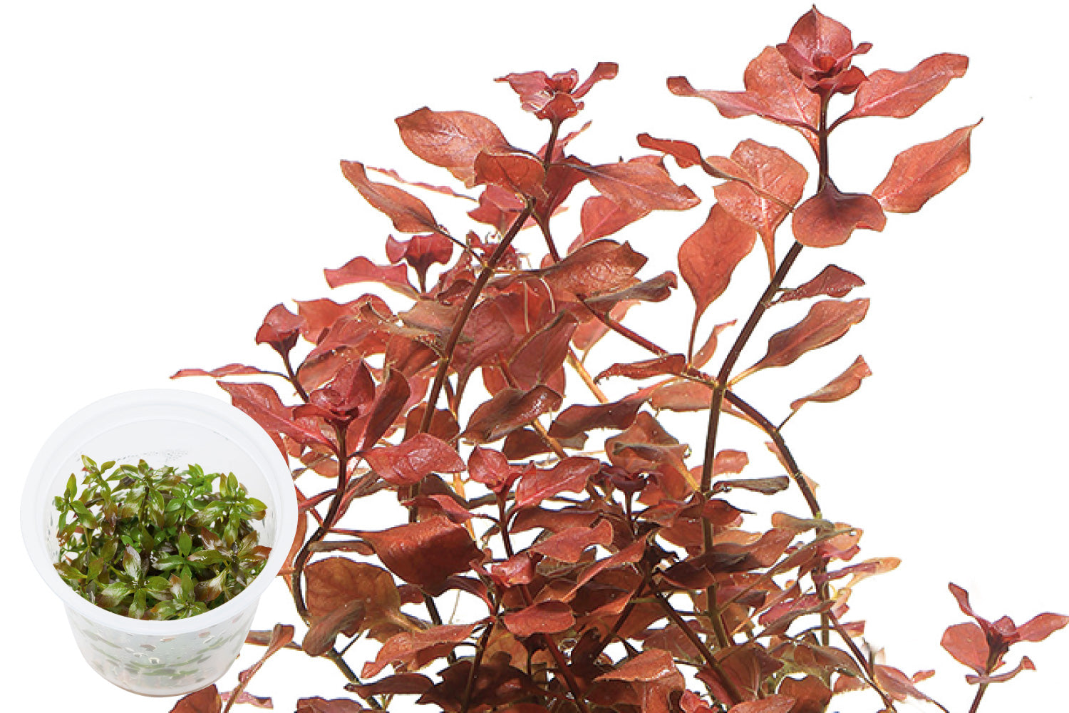 ADA Ludwigia repens 'Super Red' | Tissue Culture Aquarium Plants – Aqua ...