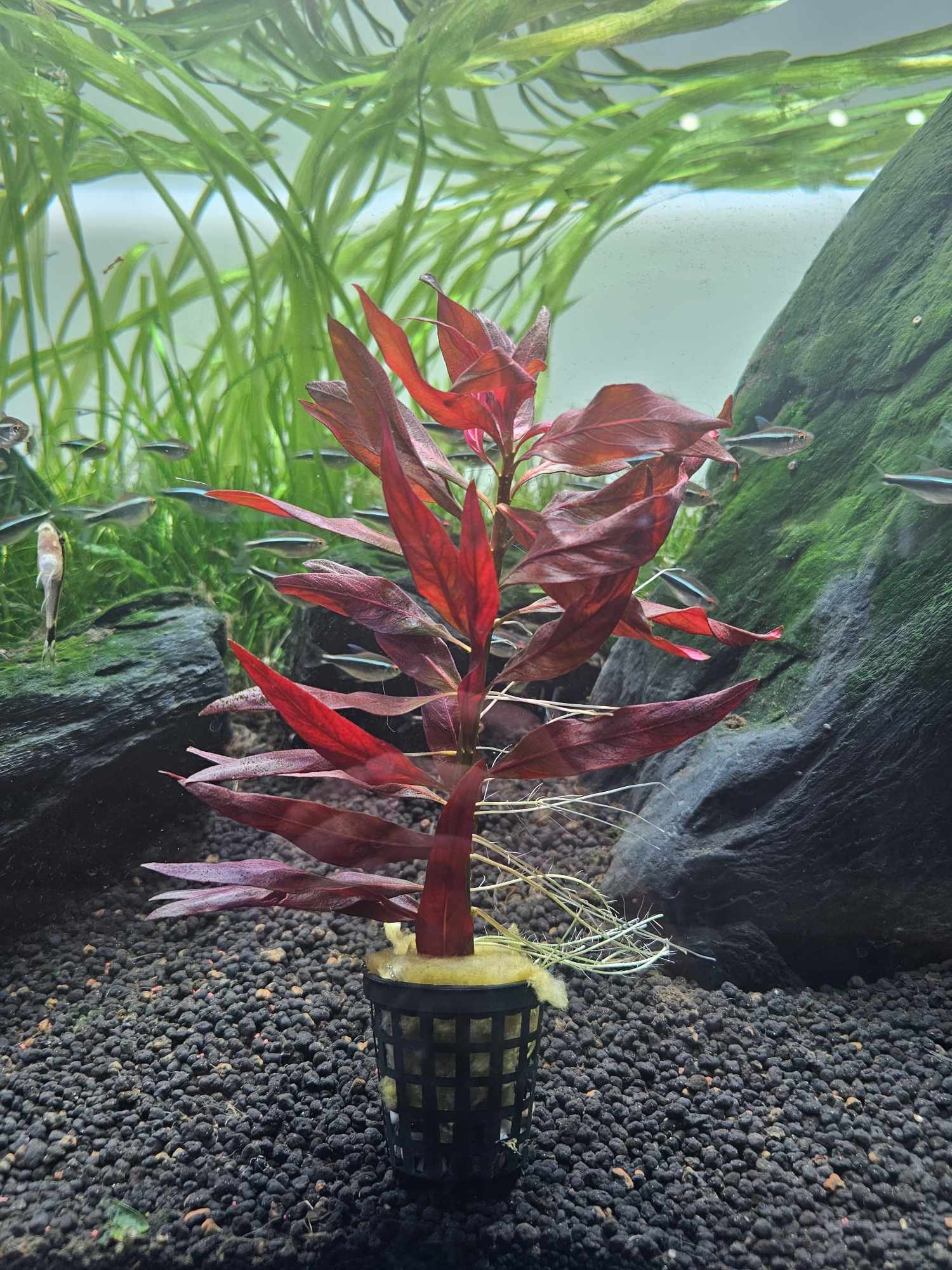 Ludwigia glandulosa - Immersed Potted Aquarium Plant – Aqua House