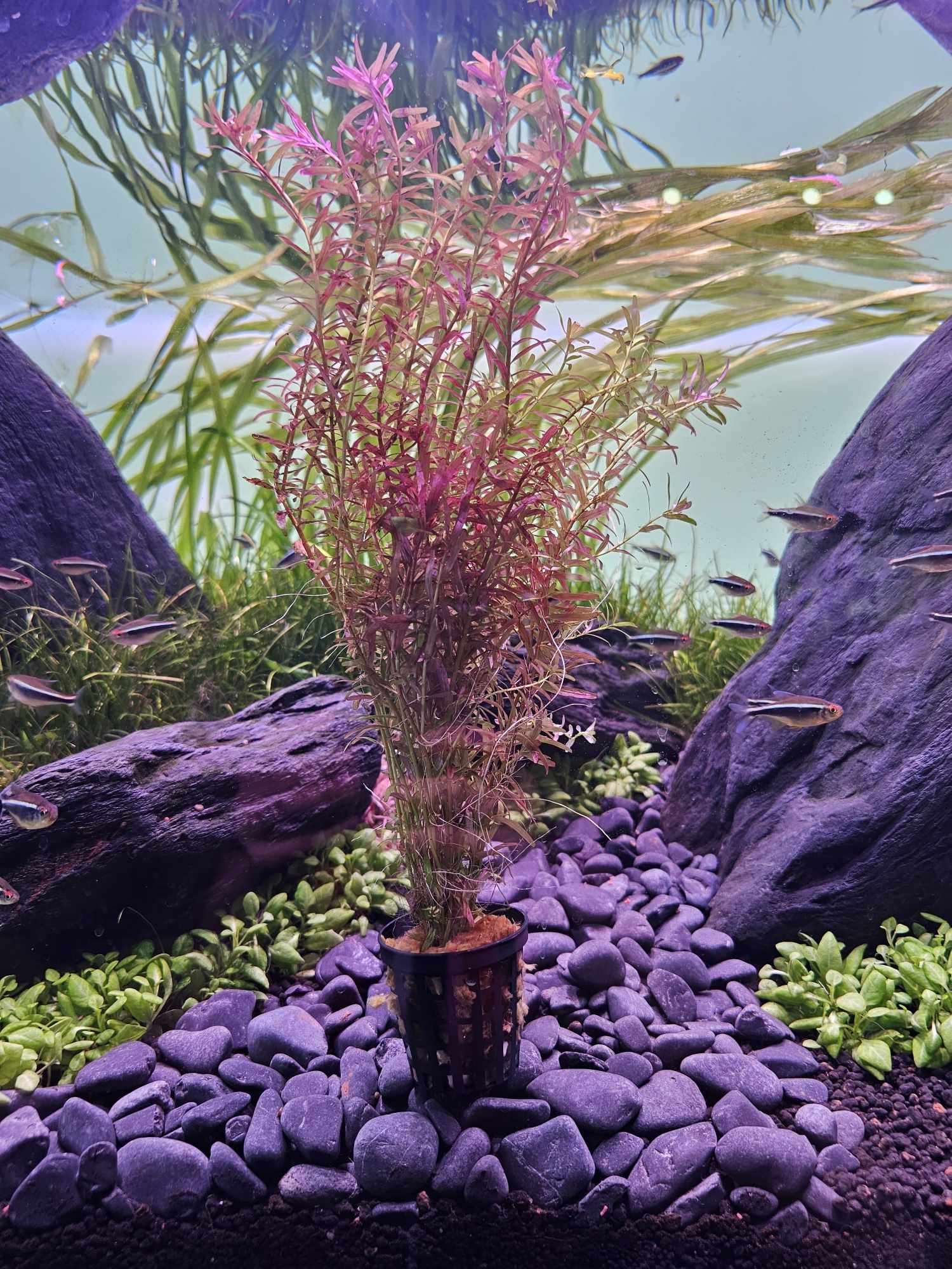 Rotala rotundifolia - Immersed Potted Aquarium Plant – Aqua House