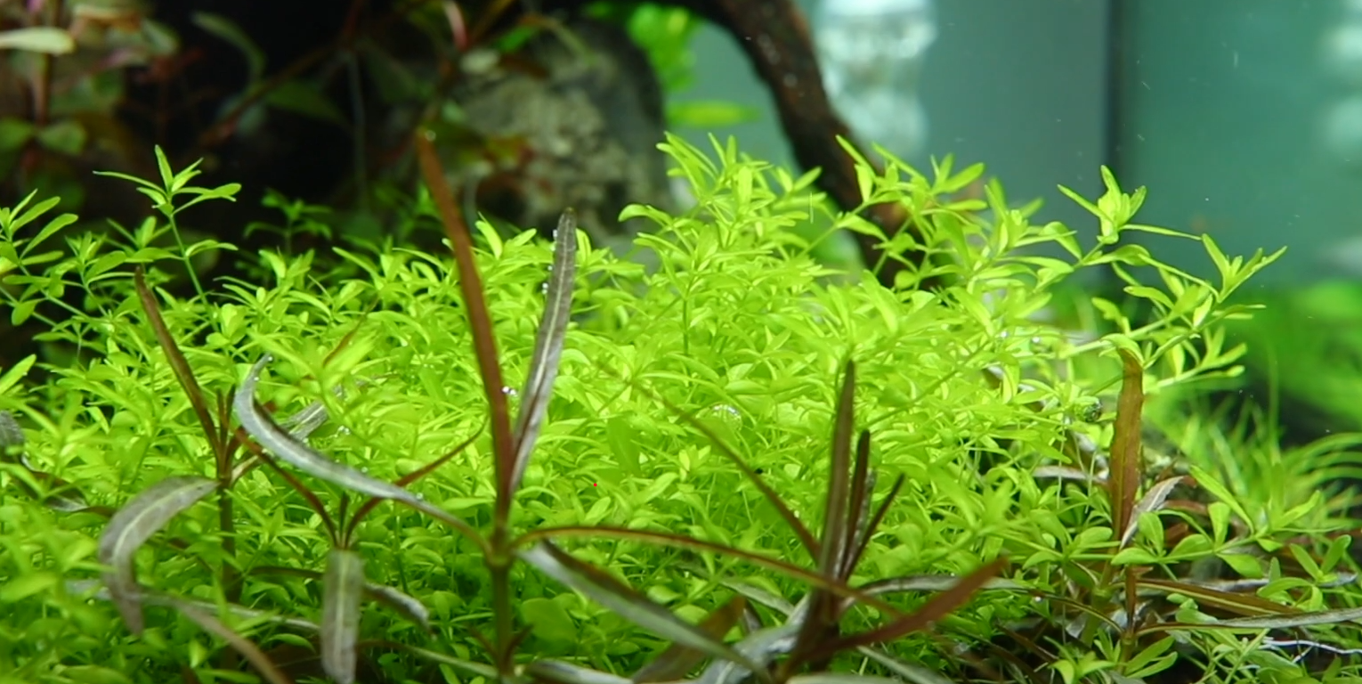 Hemianthus micranthemoides 'Pearl Weed' - Immersed Potted Aquarium ...