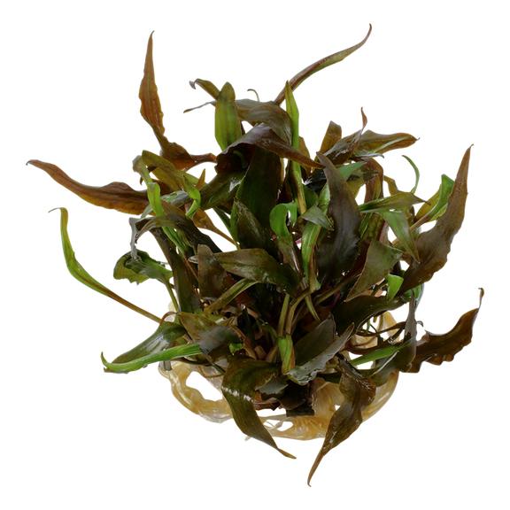 TROPICA Cryptocoryne undulata 'Broad Leaf' – Aqua House