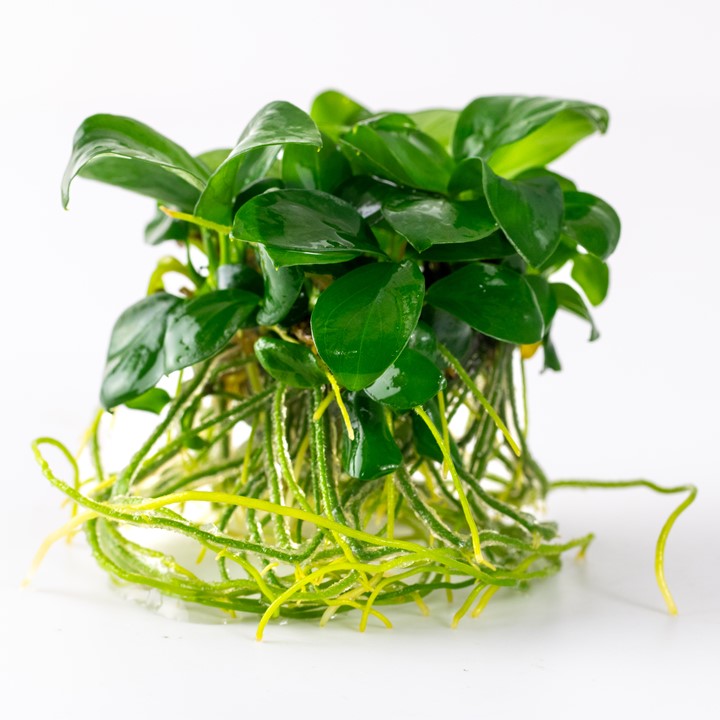 TROPICA Anubias barteri nana – Aqua House